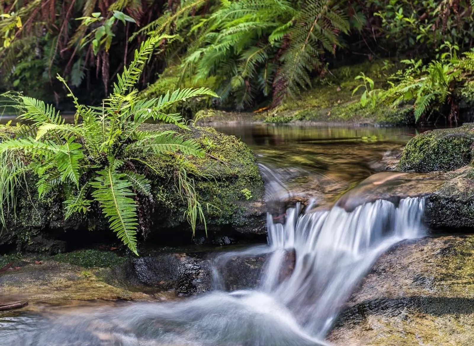 Where To Start Leura Cascades Walk?